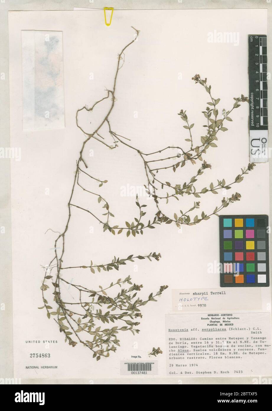 Houstonia sharpii Terrell Stock Photo - Alamy