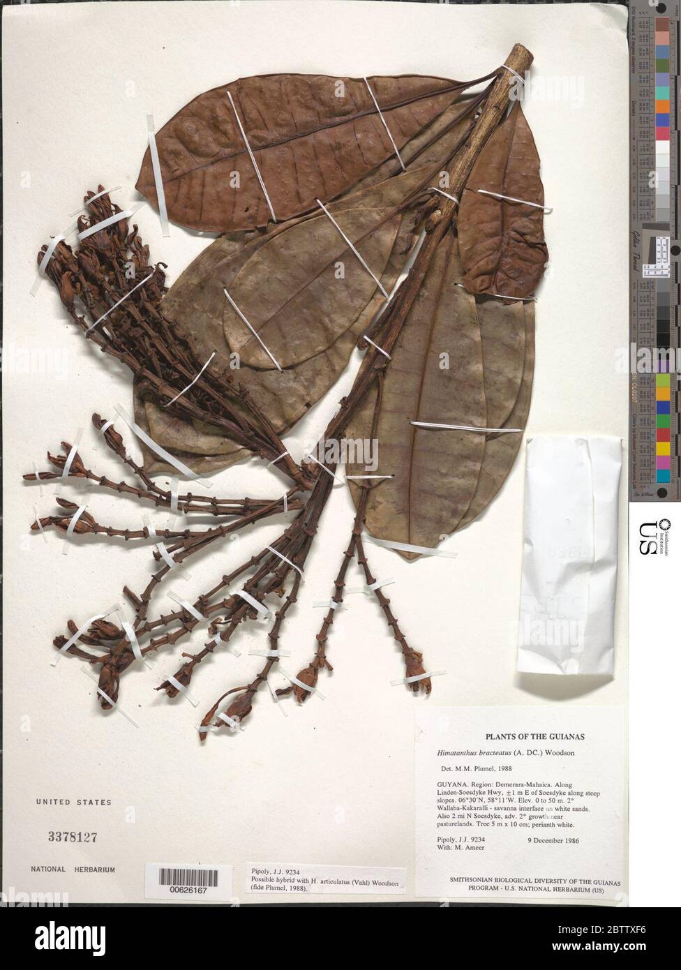 Himatanthus bracteatus A DC Woodson Stock Photo - Alamy