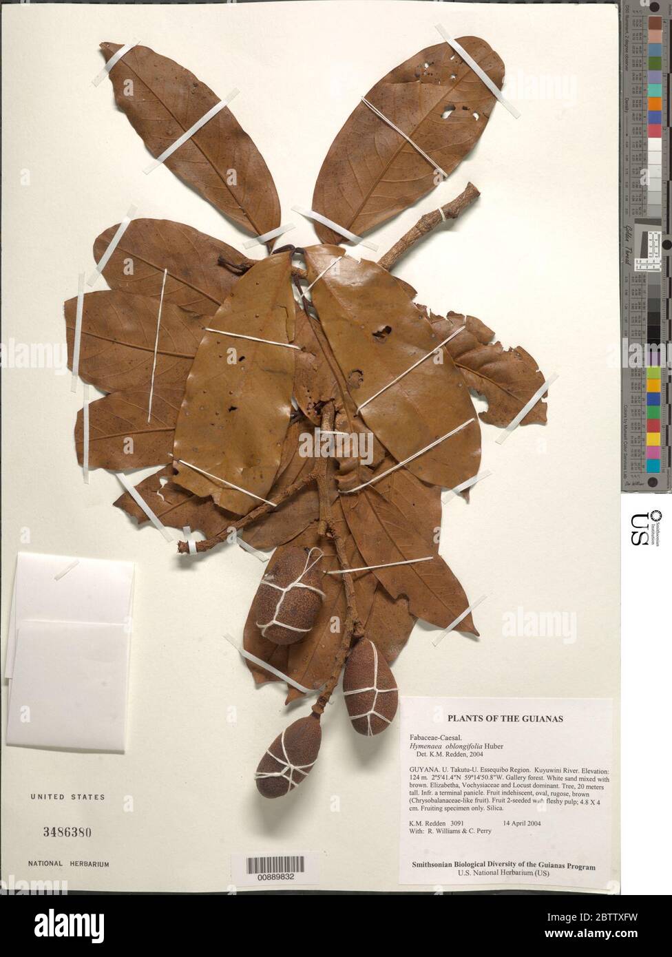 Hymenaea oblongifolia Huber Stock Photo - Alamy