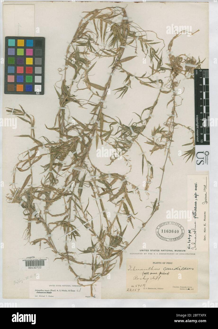 Ichnanthus petraeus KE Rogers Stock Photo - Alamy