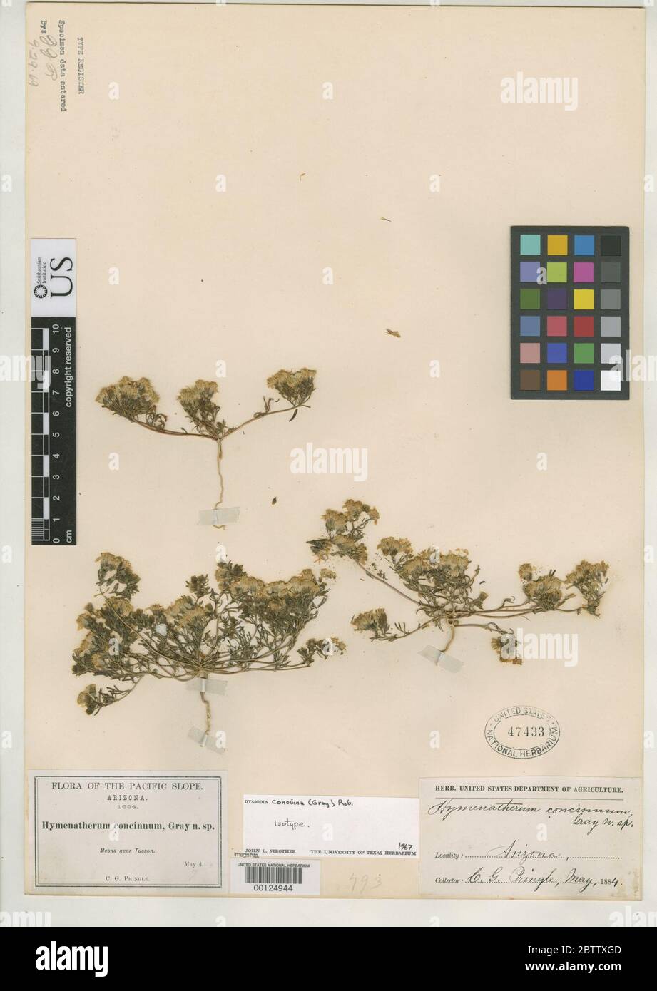 Concinnum hi-res stock photography and images - Alamy