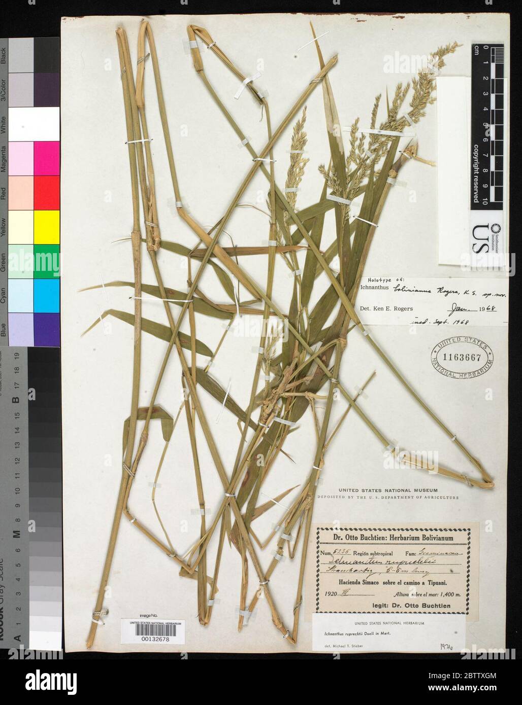 Bolivianus hi-res stock photography and images - Alamy