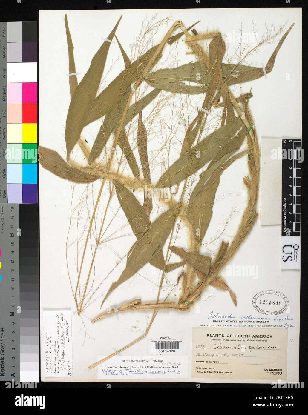 Villosissimus hi-res stock photography and images - Alamy