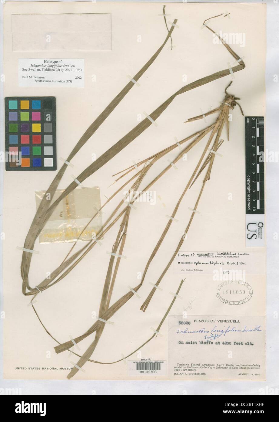 Longifolius hi-res stock photography and images - Alamy