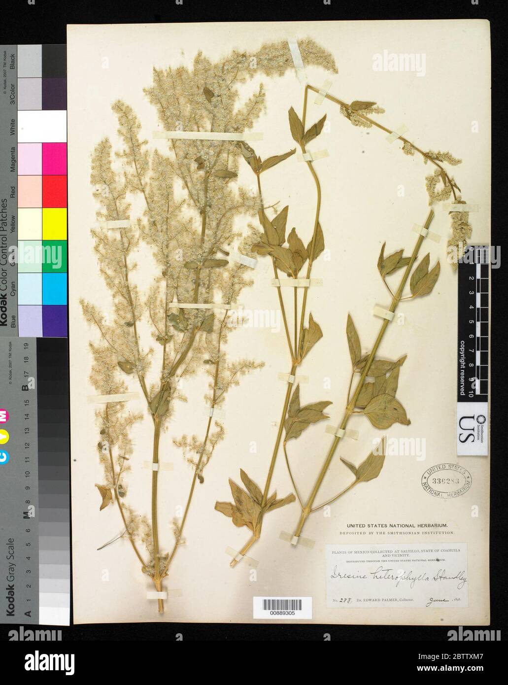 Iresine hi-res stock photography and images - Alamy