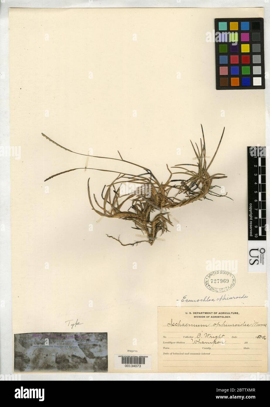 Ischaemum hi-res stock photography and images - Alamy