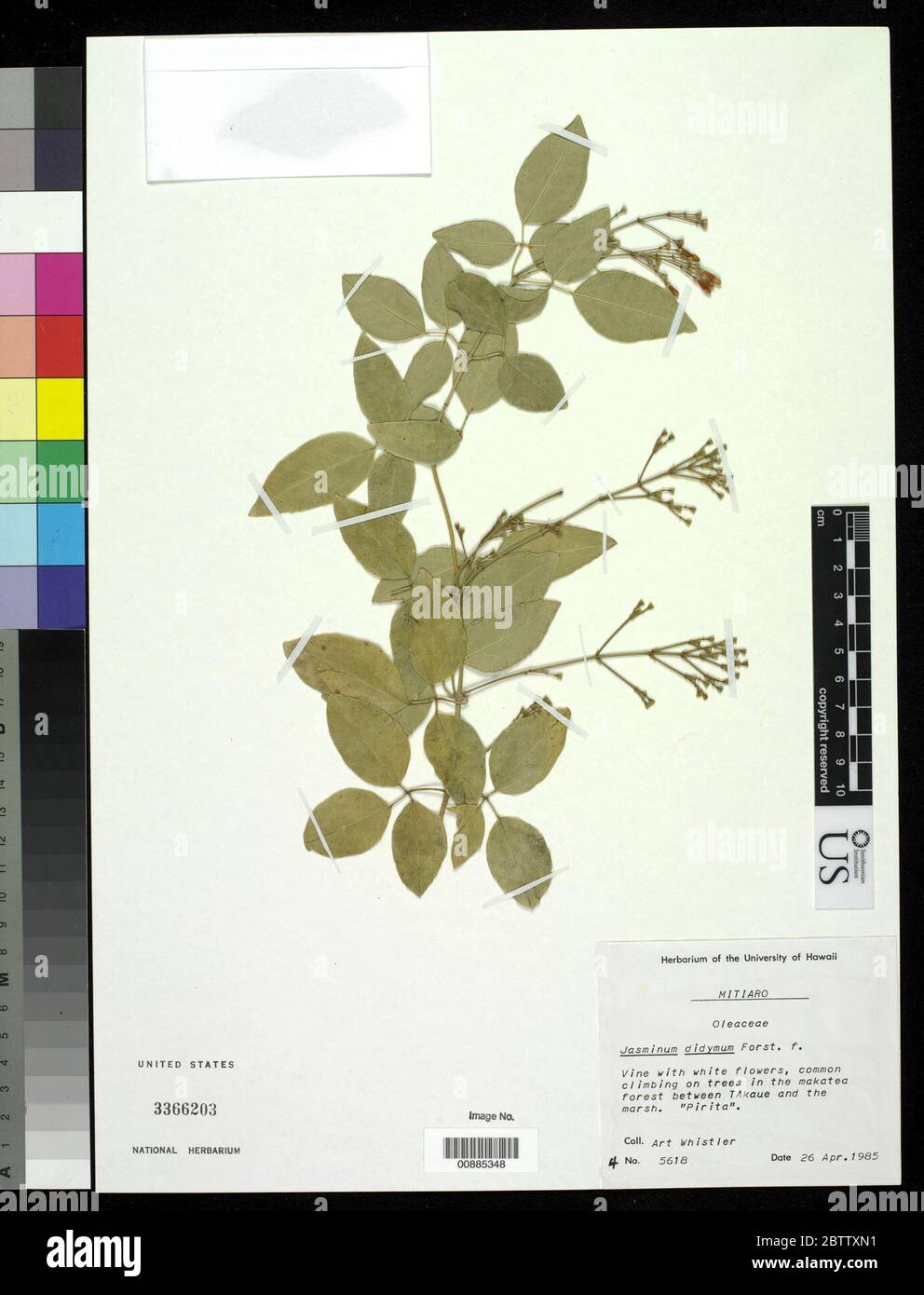 Didymum hi-res stock photography and images - Alamy