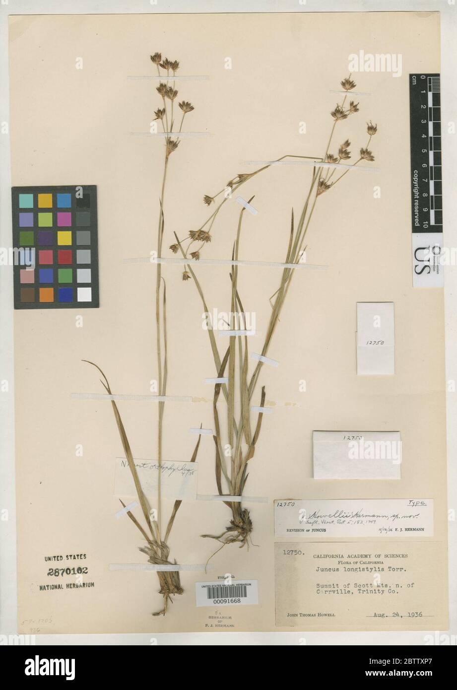 Juncus howellii FJ Herm Stock Photo - Alamy