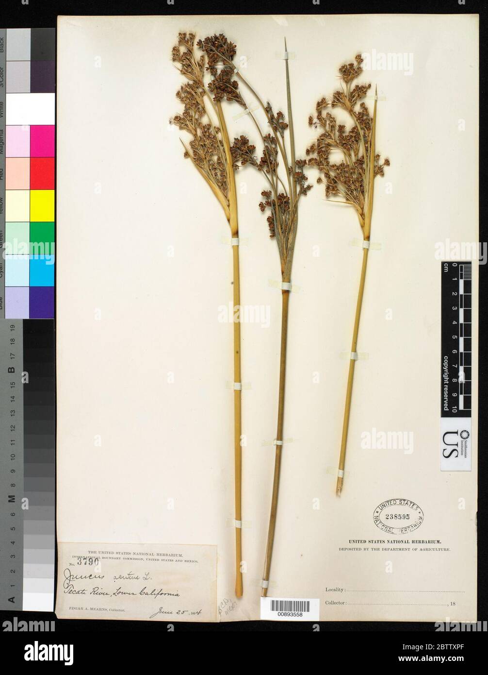 Juncus acutus L Stock Photo - Alamy