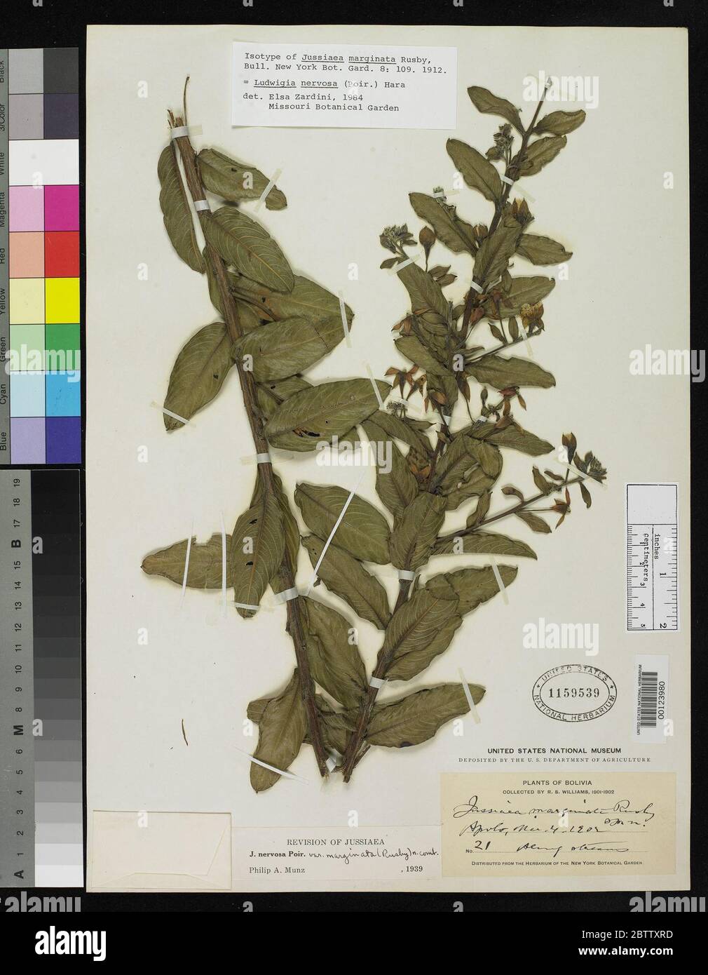 Jussiaea hi-res stock photography and images - Alamy