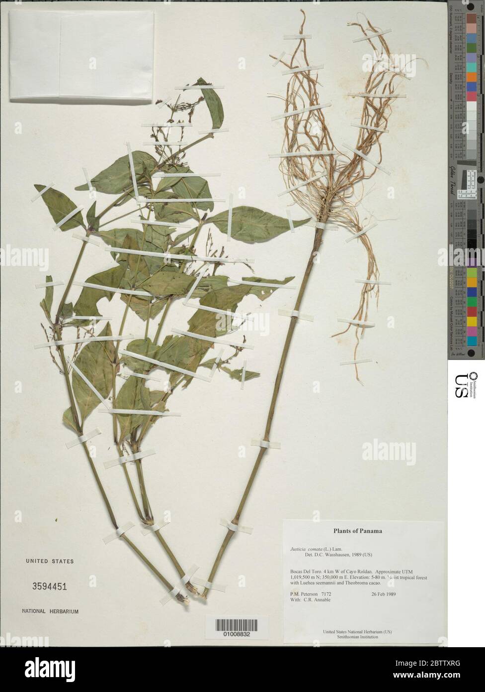 Comata hi-res stock photography and images - Alamy