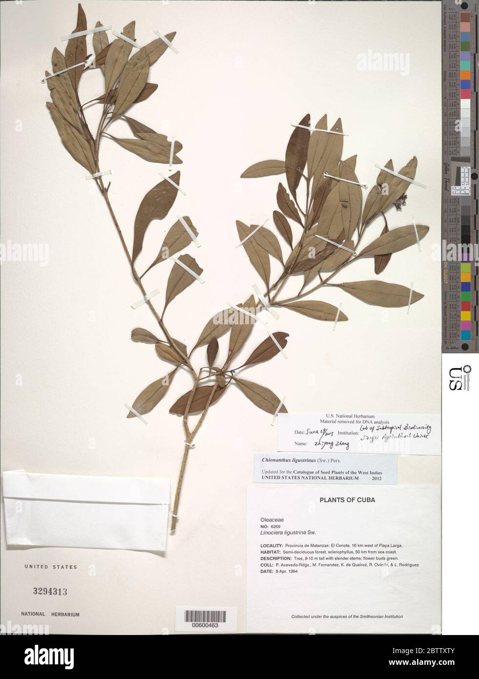 Ligustrina hi-res stock photography and images - Alamy