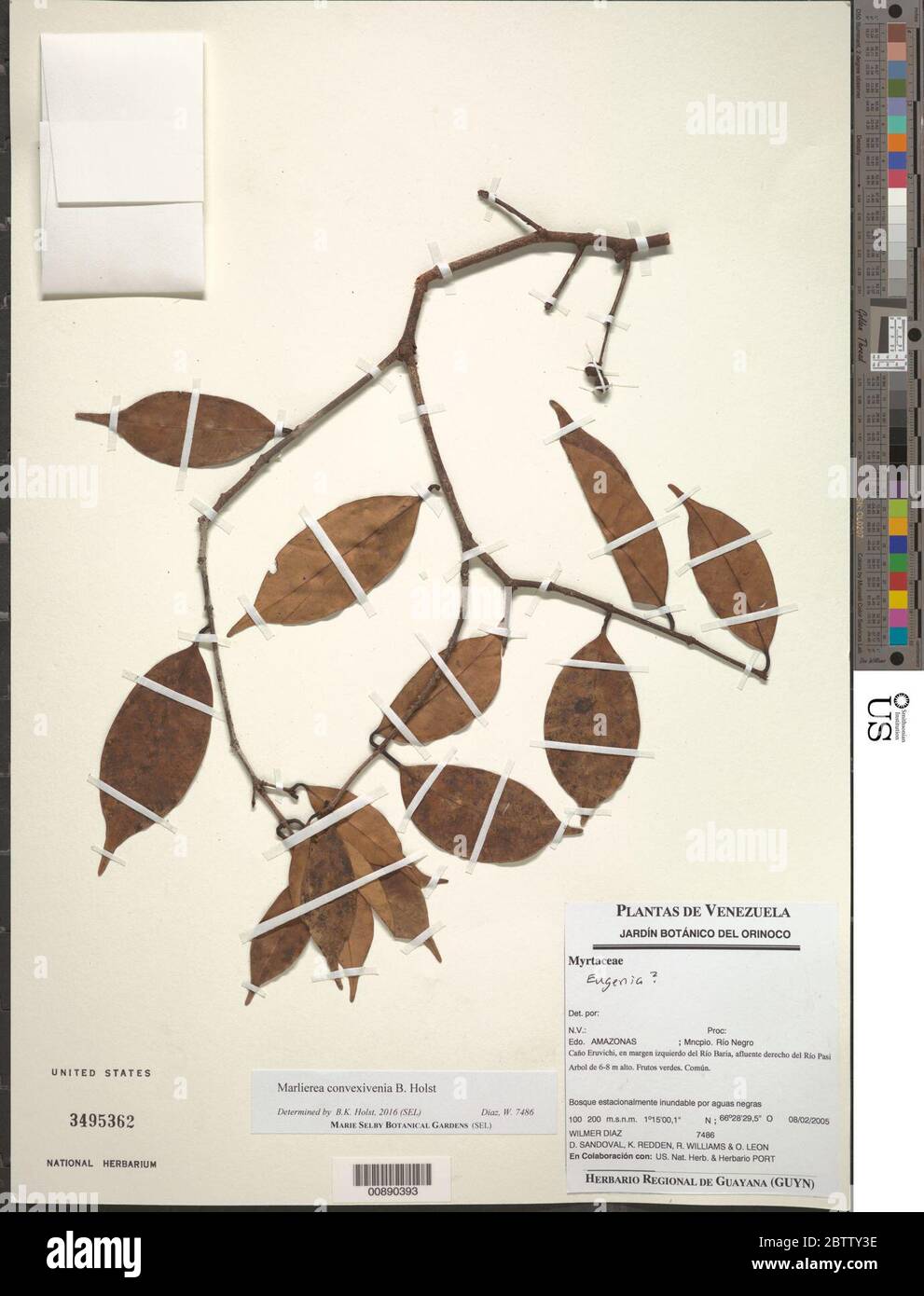 Marlierea hi-res stock photography and images - Alamy