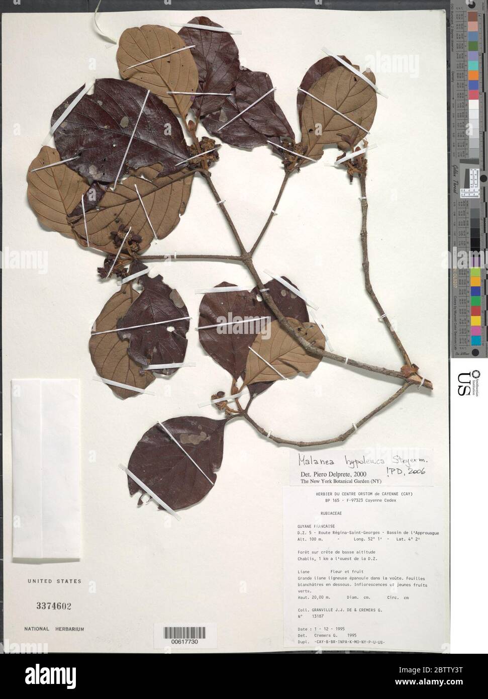 Malanea hi-res stock photography and images - Alamy