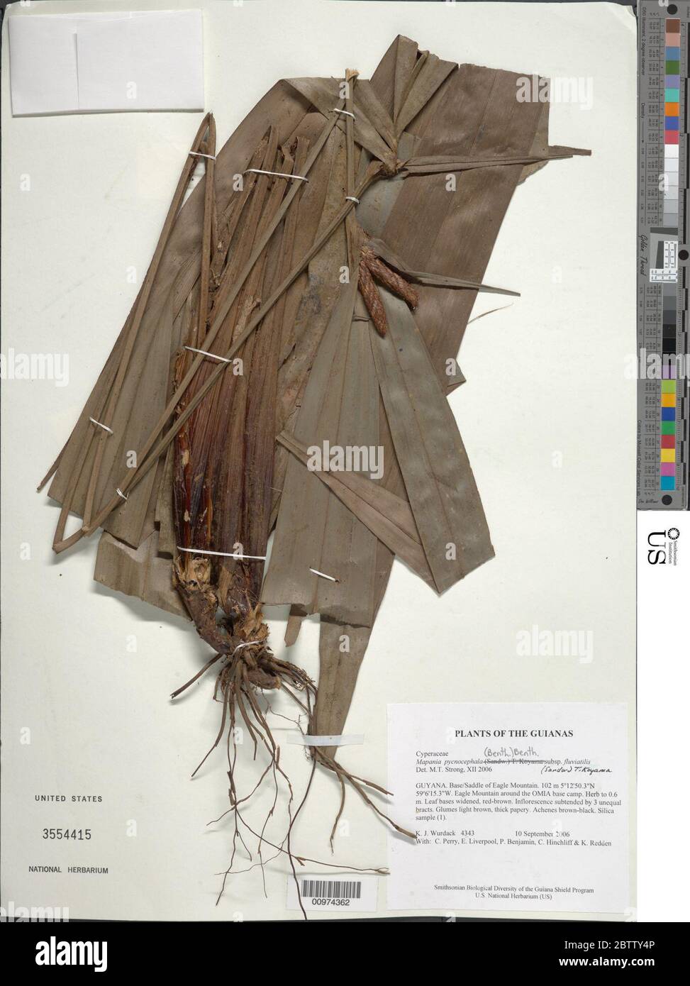 Mapania pycnocephala subsp fluviatilis Sandwith T Koyama Stock Photo ...