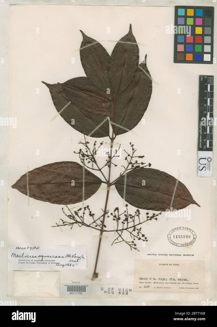 Marlierea hi-res stock photography and images - Alamy