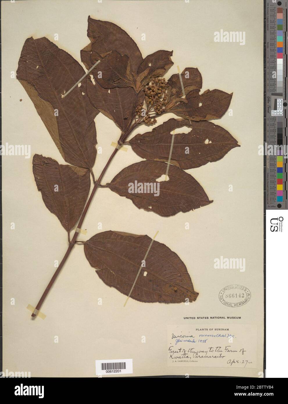 Miconia racemosa hi-res stock photography and images - Alamy