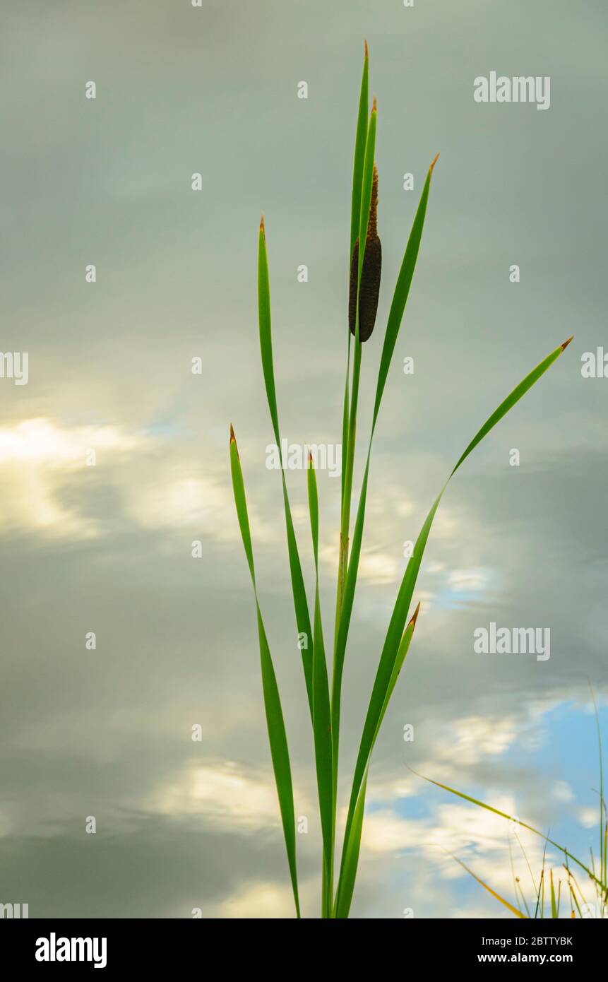 Common perennial broadleaf weed hi-res stock photography and images - Alamy