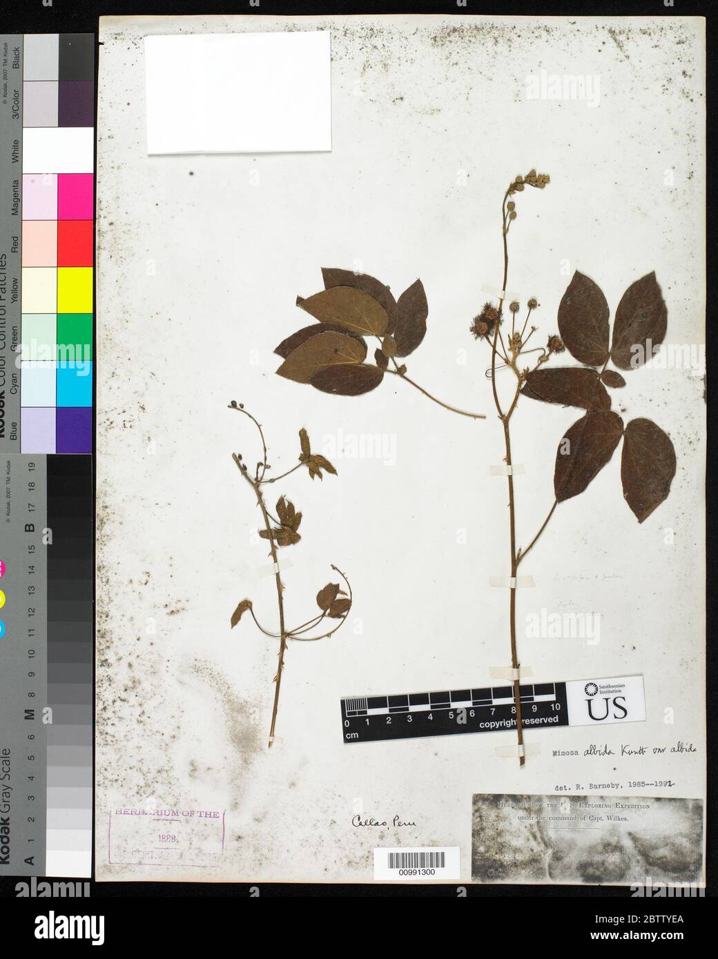 Var albida hi-res stock photography and images - Alamy