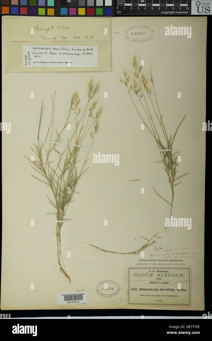 Muhlenbergia brevifolia Scribn ex Beal Stock Photo - Alamy