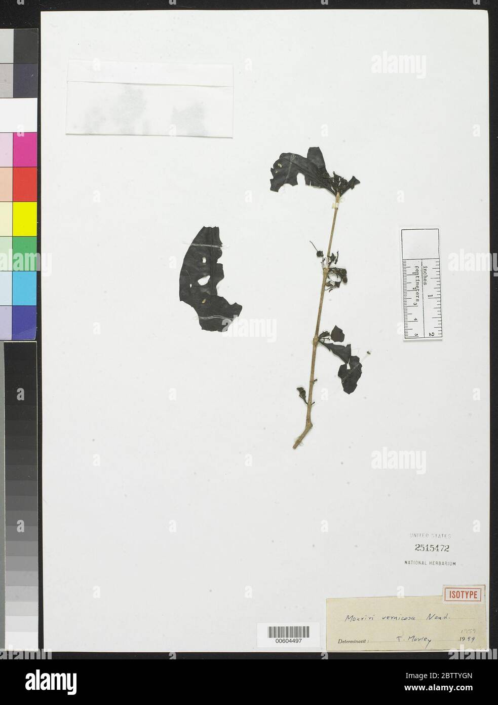 Naudin hi-res stock photography and images - Alamy