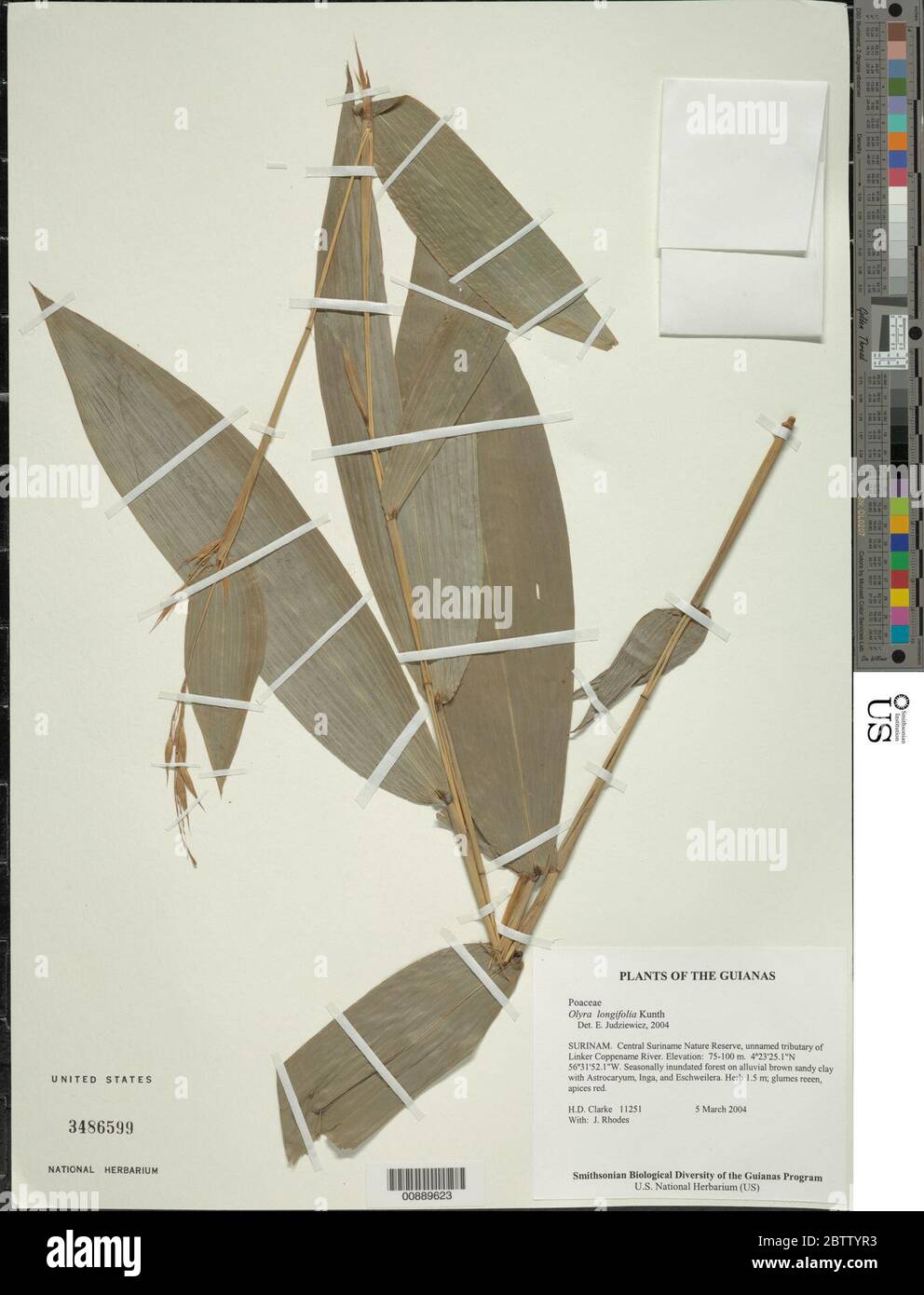 Olyra longifolia Kunth Stock Photo - Alamy