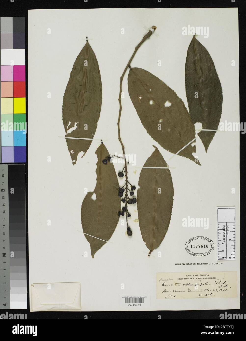 Ouratea oblongifolia Rusby Stock Photo - Alamy