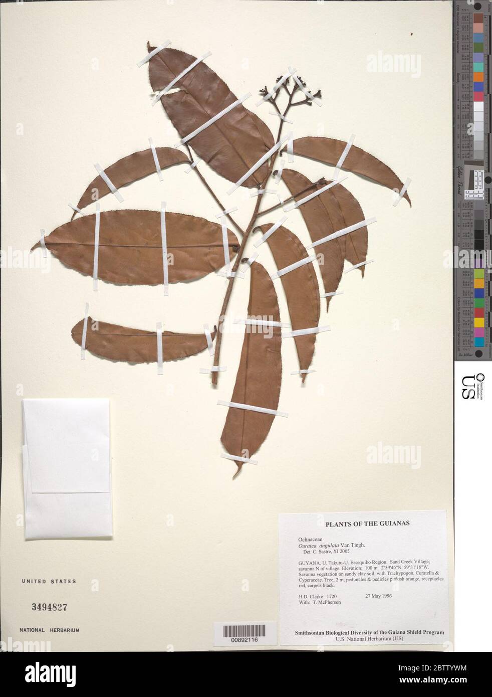 Ouratea hi-res stock photography and images - Alamy