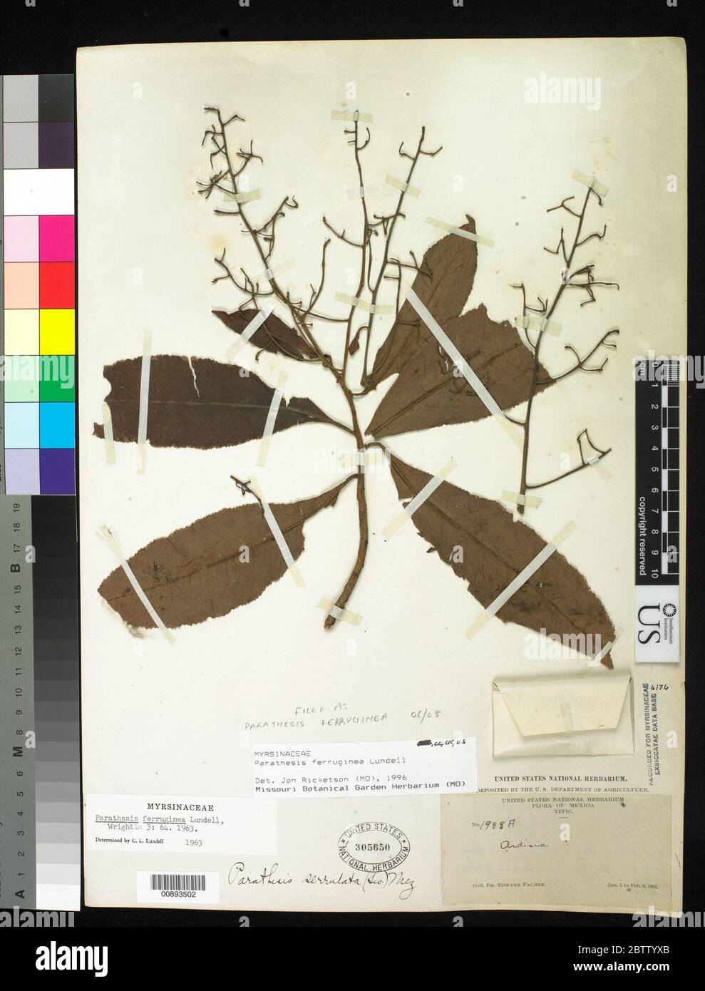 Parathesis ferruginea Lundell Stock Photo - Alamy