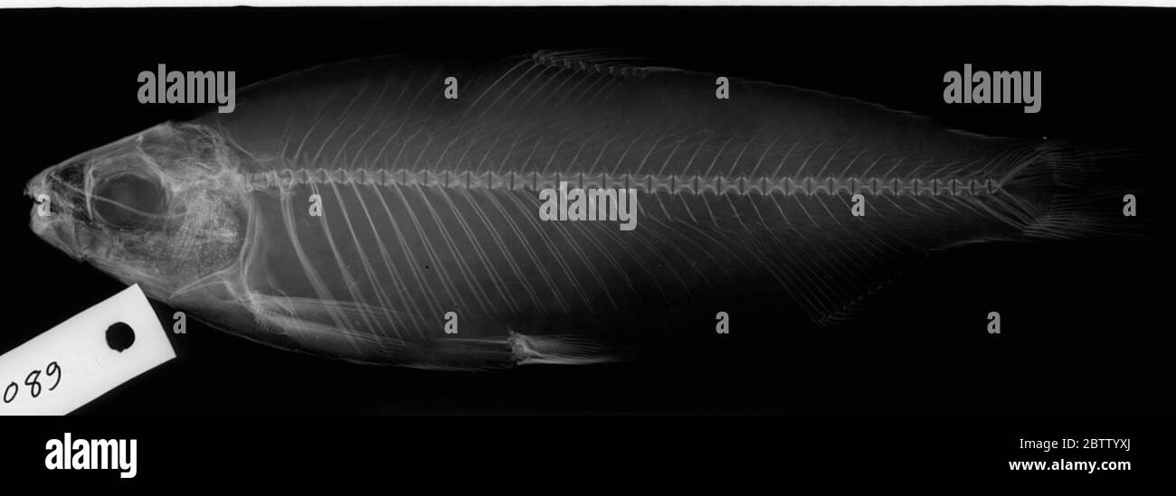 Habitat scale Black and White Stock Photos & Images - Alamy