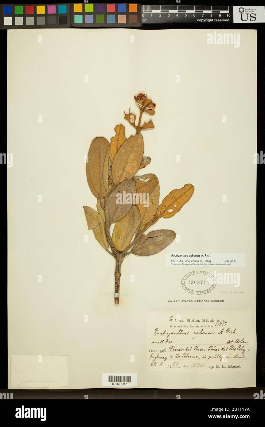 Cubensis hi-res stock photography and images - Alamy