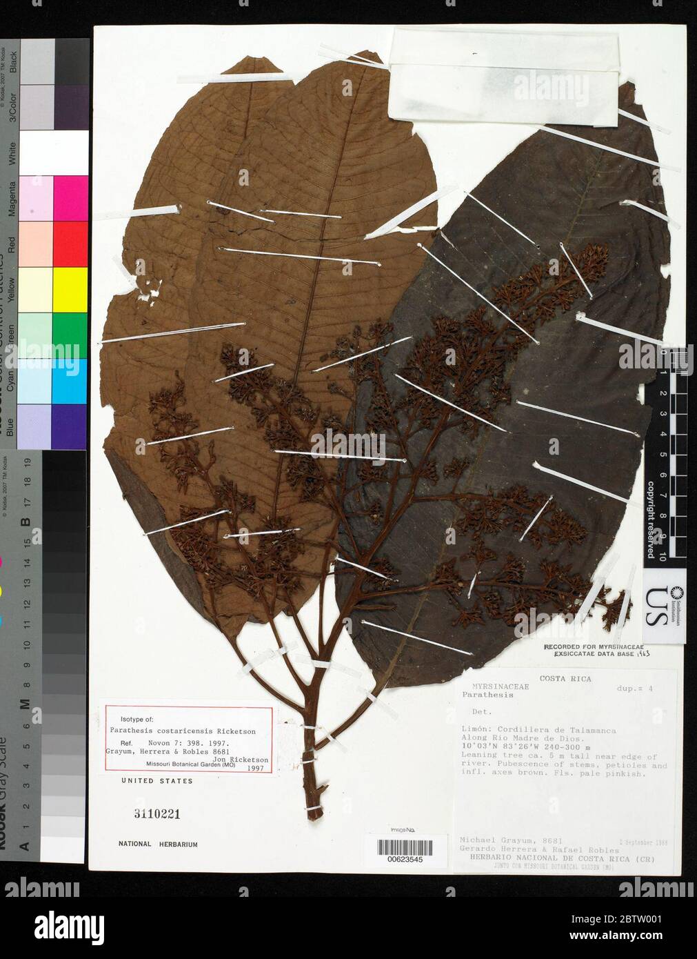 Parathesis hi-res stock photography and images - Alamy