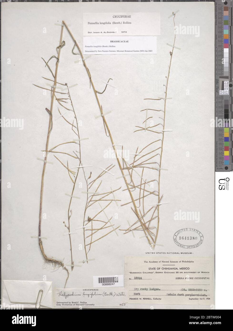 Pennellia longifolia Benth Rollins Stock Photo - Alamy