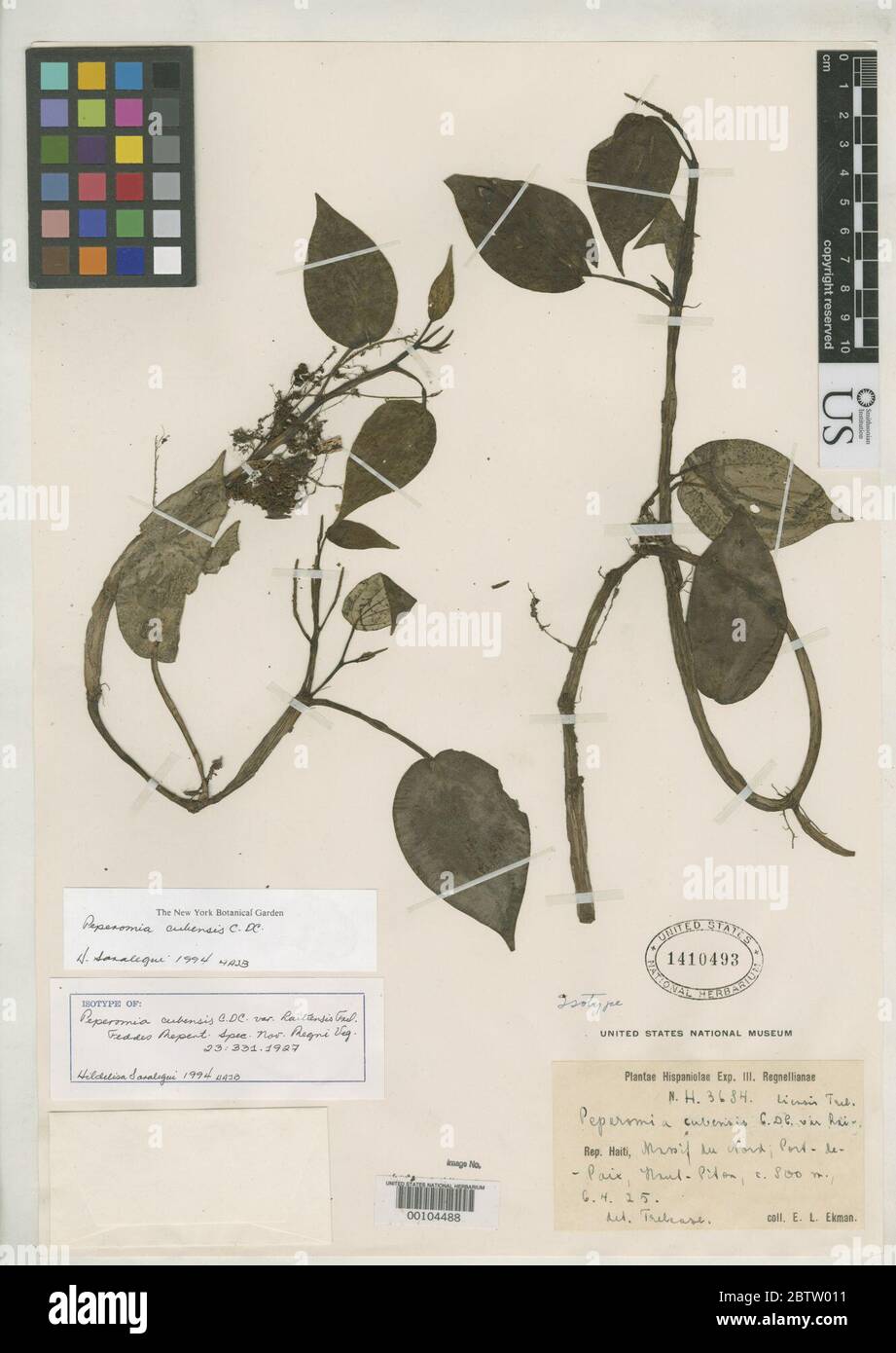 Peperomia cubensis var haitensis Trel Stock Photo - Alamy