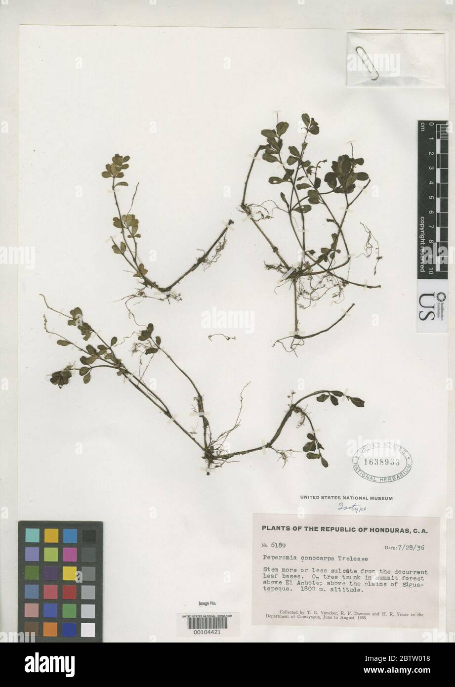 Peperomia conocarpa Trel in Yunck Stock Photo - Alamy