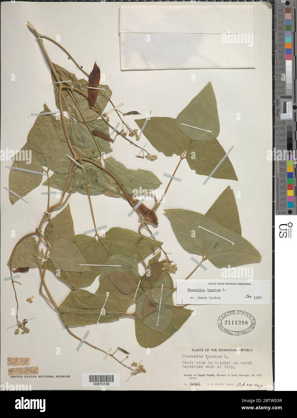 L lunatus hi-res stock photography and images - Alamy