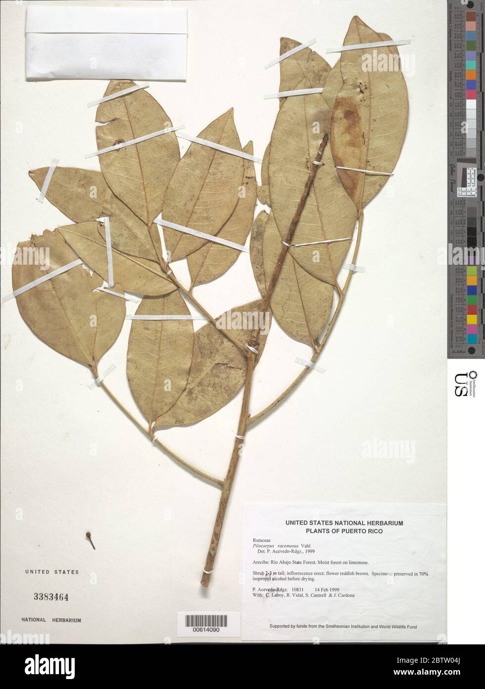 Pilocarpus hi-res stock photography and images - Alamy