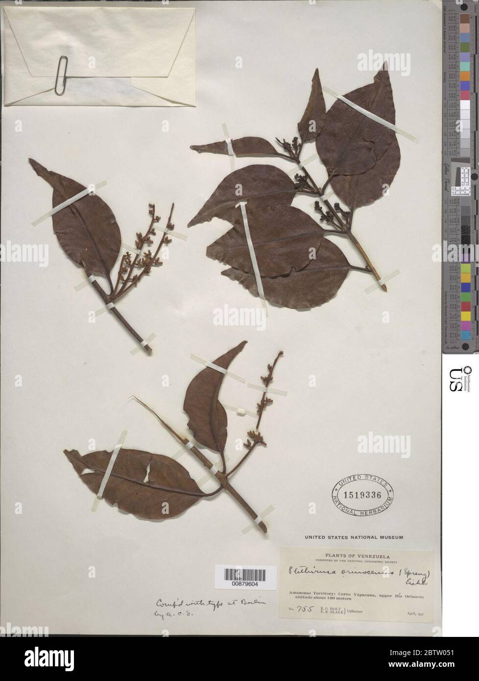 Orinocensis hi-res stock photography and images - Alamy