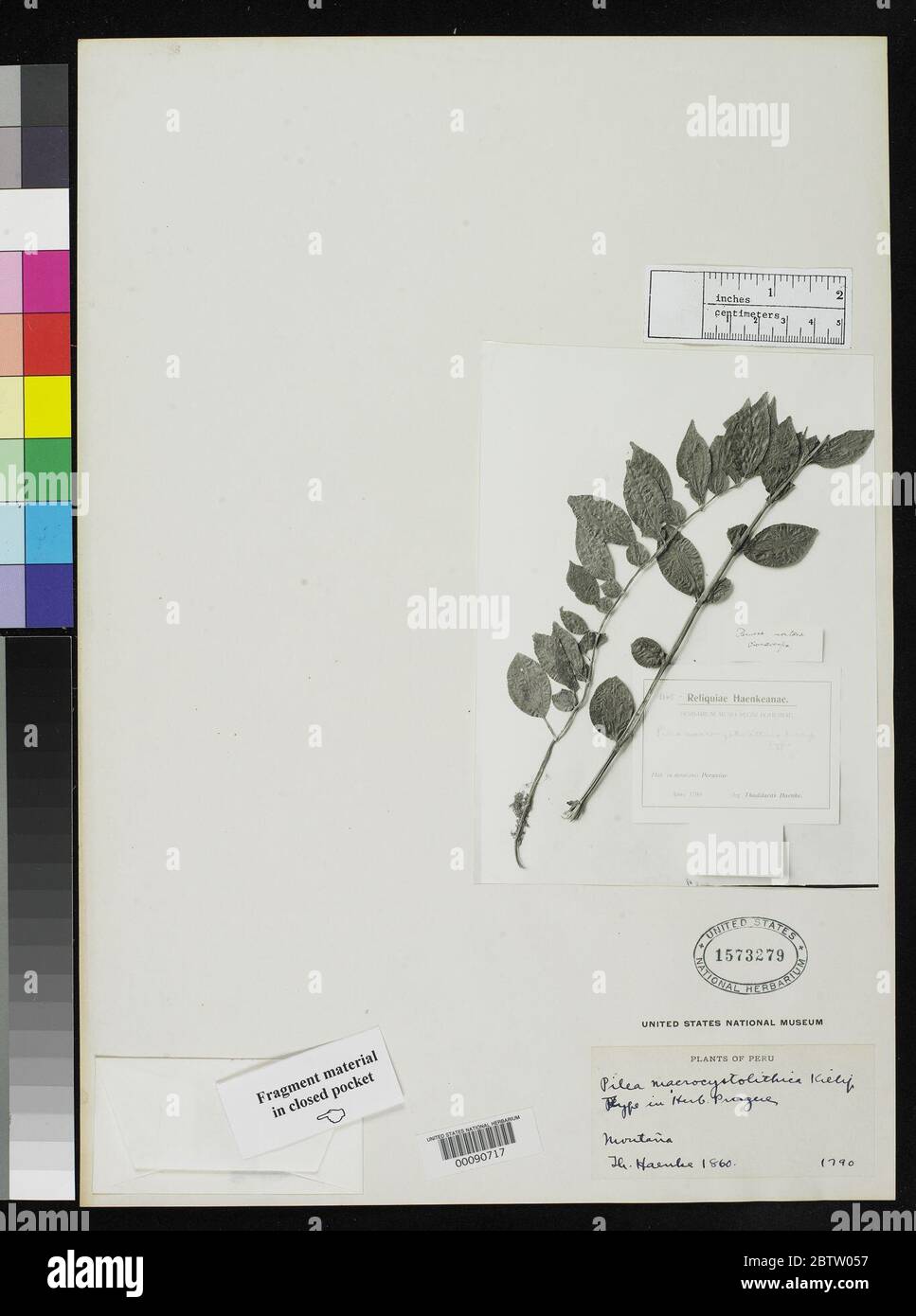 Pilea macrocystolithica Killip Stock Photo - Alamy