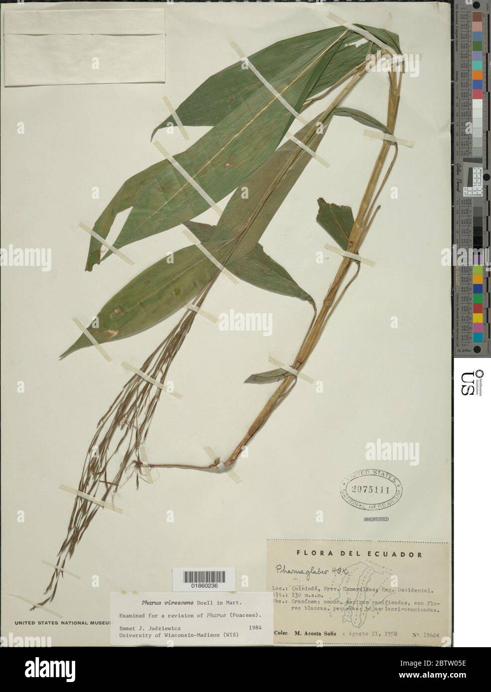 Pharus hi-res stock photography and images - Alamy