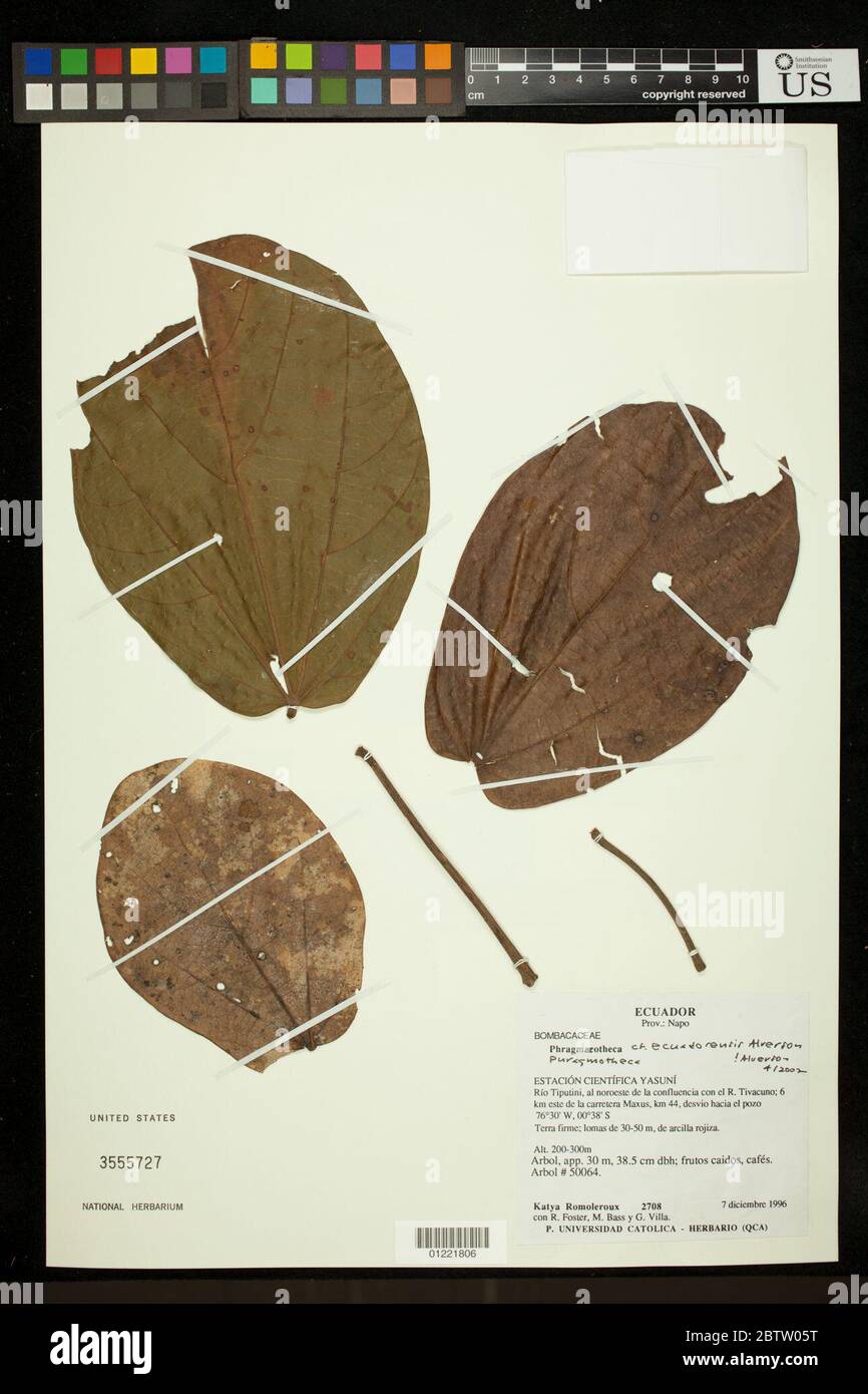 Phragmotheca ecuadorensis WS Alverson Stock Photo - Alamy