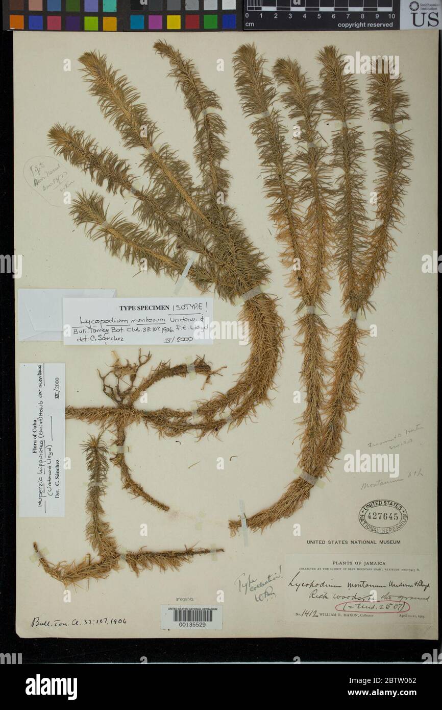 Phlegmariurus hippurideus Christ B llg Stock Photo - Alamy