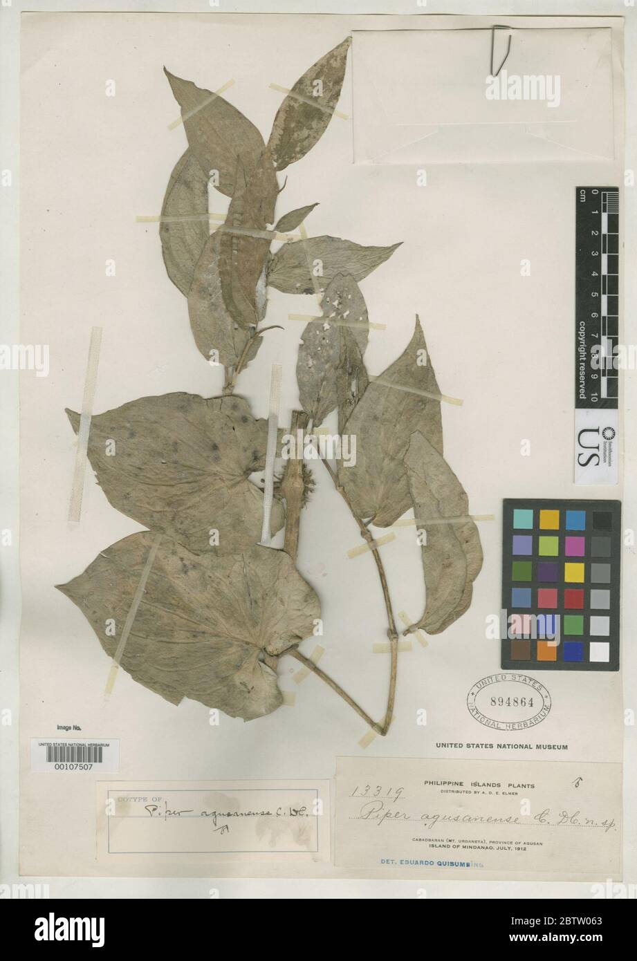 Piper agusanense C DC in Elmer Stock Photo - Alamy