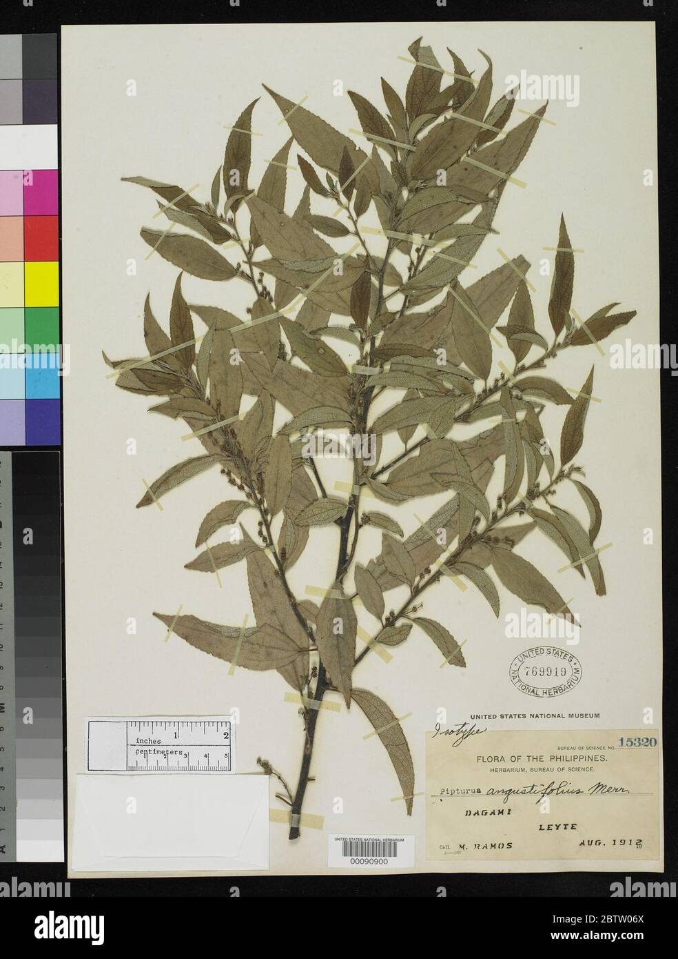 Pipturus hi-res stock photography and images - Alamy