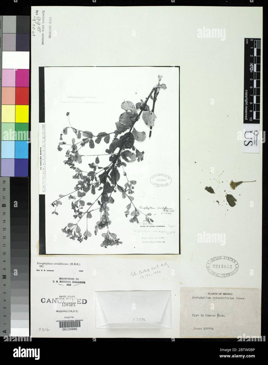 Porophyllum rotundifolium ME Jones Stock Photo - Alamy