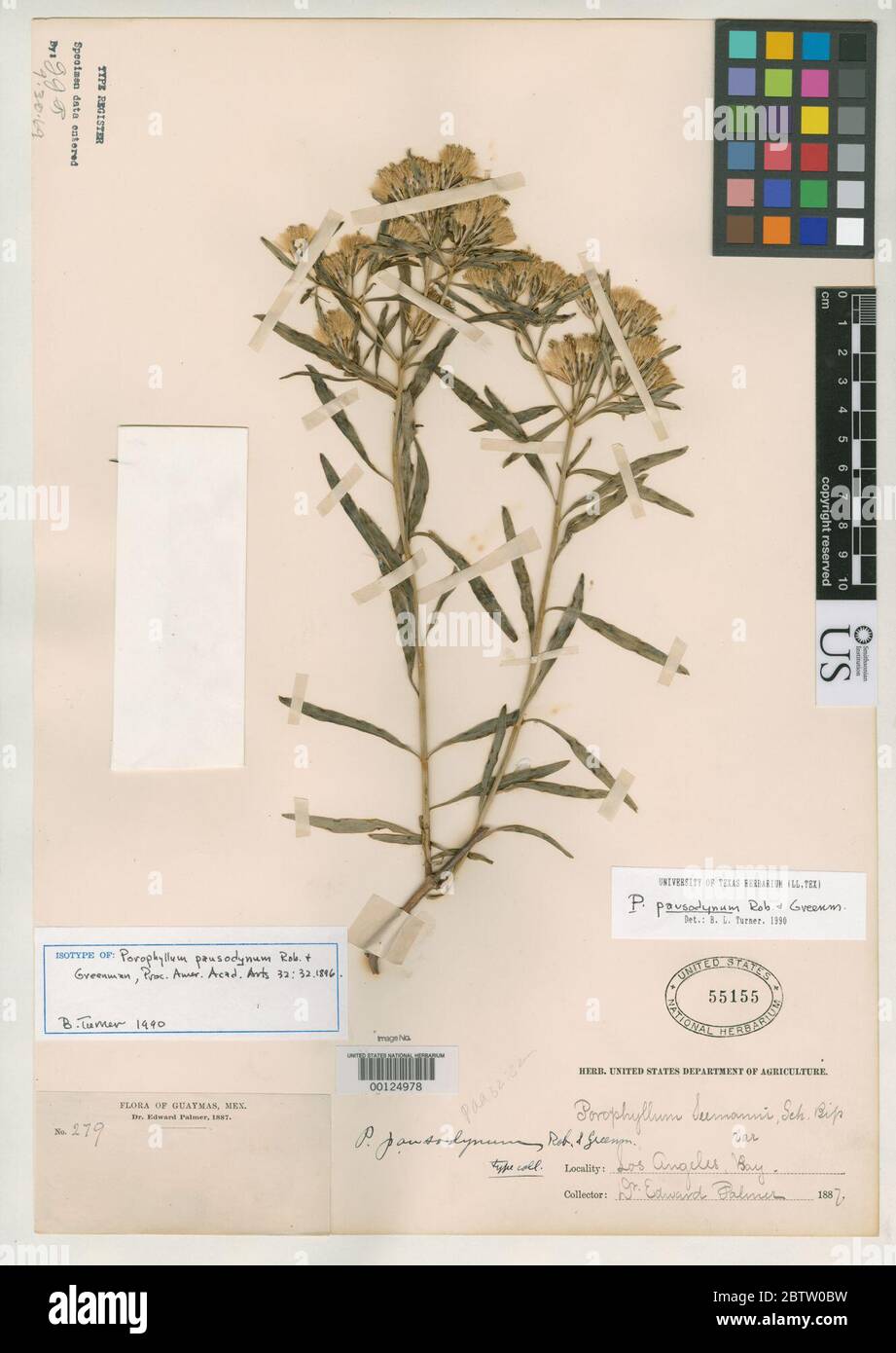 Porophyllum pausodynum BL Rob Greenm Stock Photo - Alamy