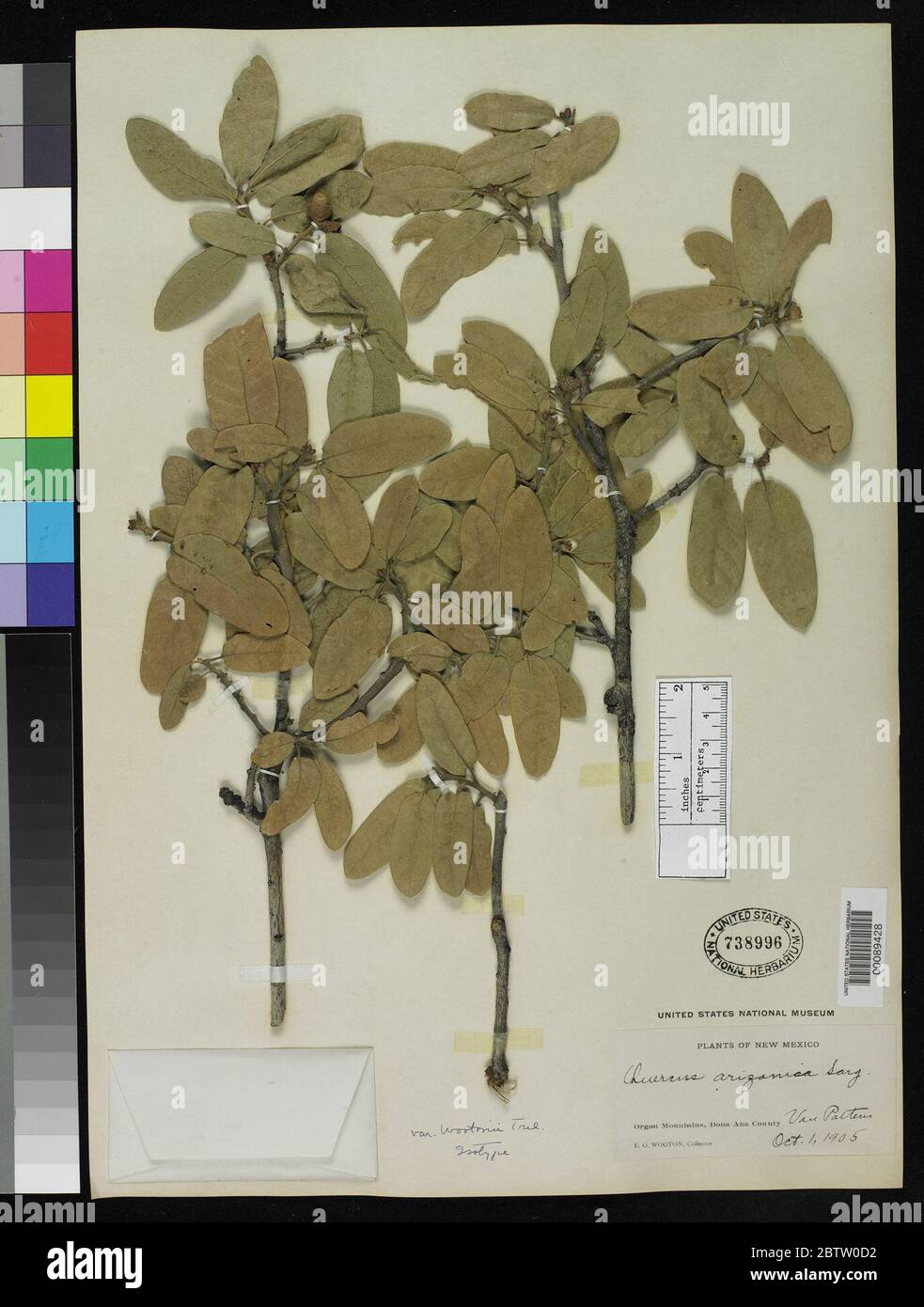 Quercus arizonica hi-res stock photography and images - Alamy