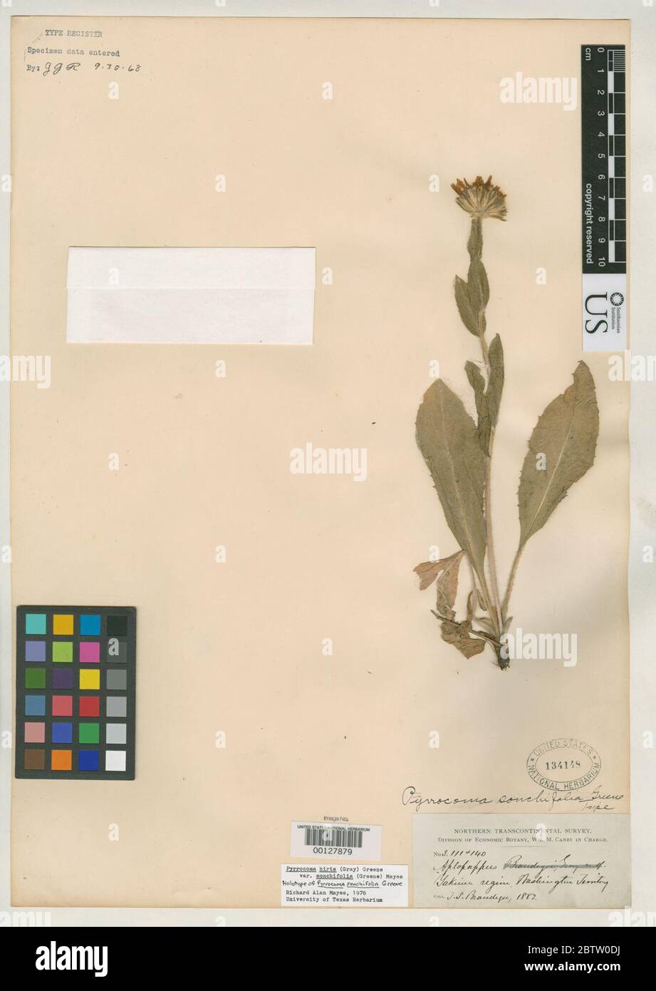 Pyrrocoma sonchifolia Greene Stock Photo - Alamy