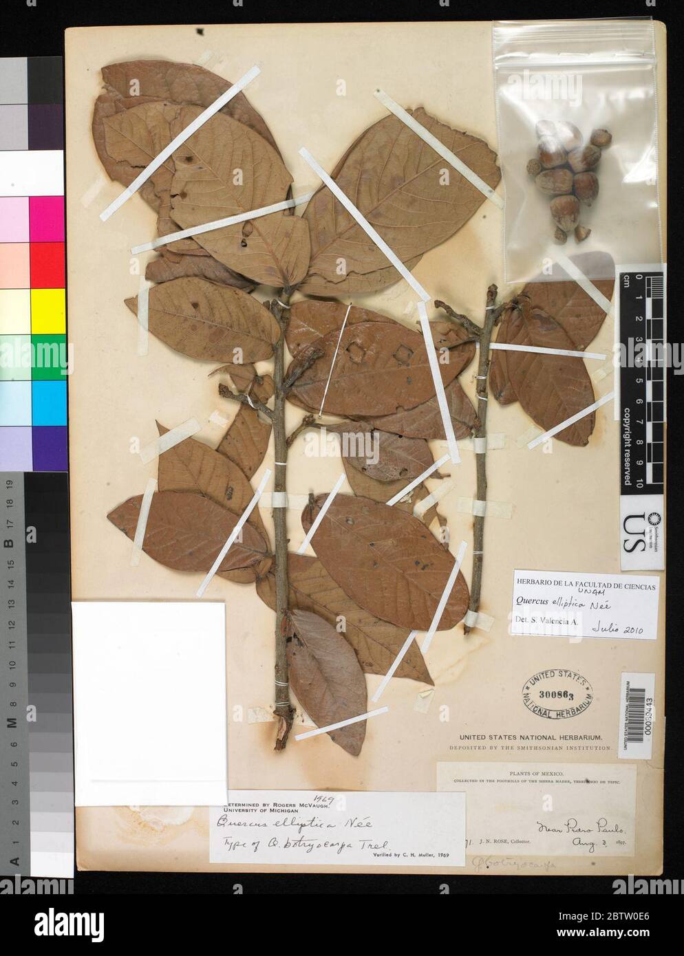 Quercus botryocarpa Trel Stock Photo - Alamy