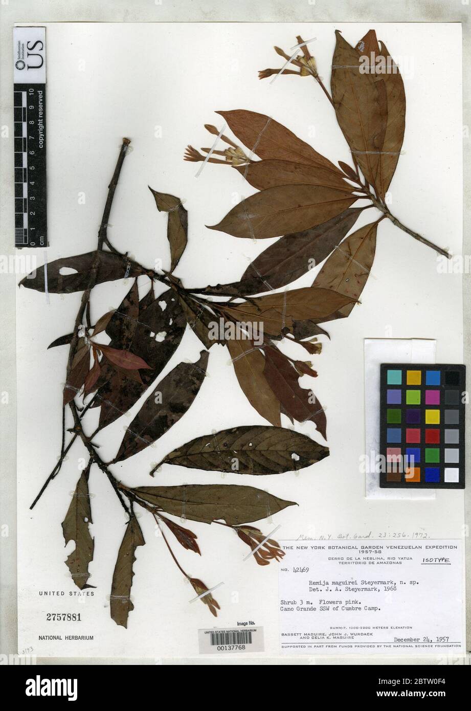 Remijia maguirei Steyerm Stock Photo - Alamy